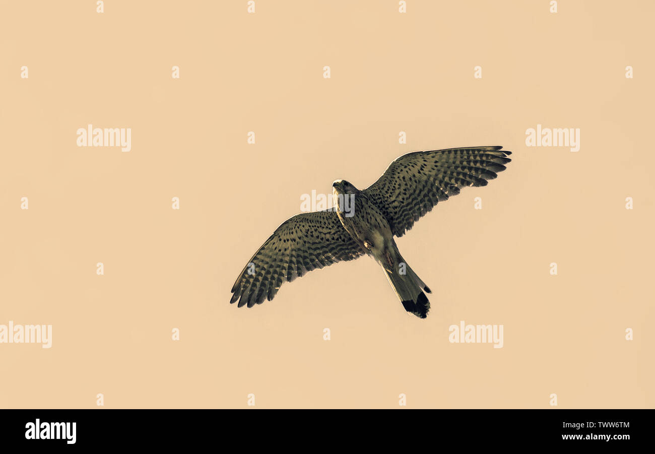 falcon (common kestrel) isolated in sky Stock Photo - Alamy