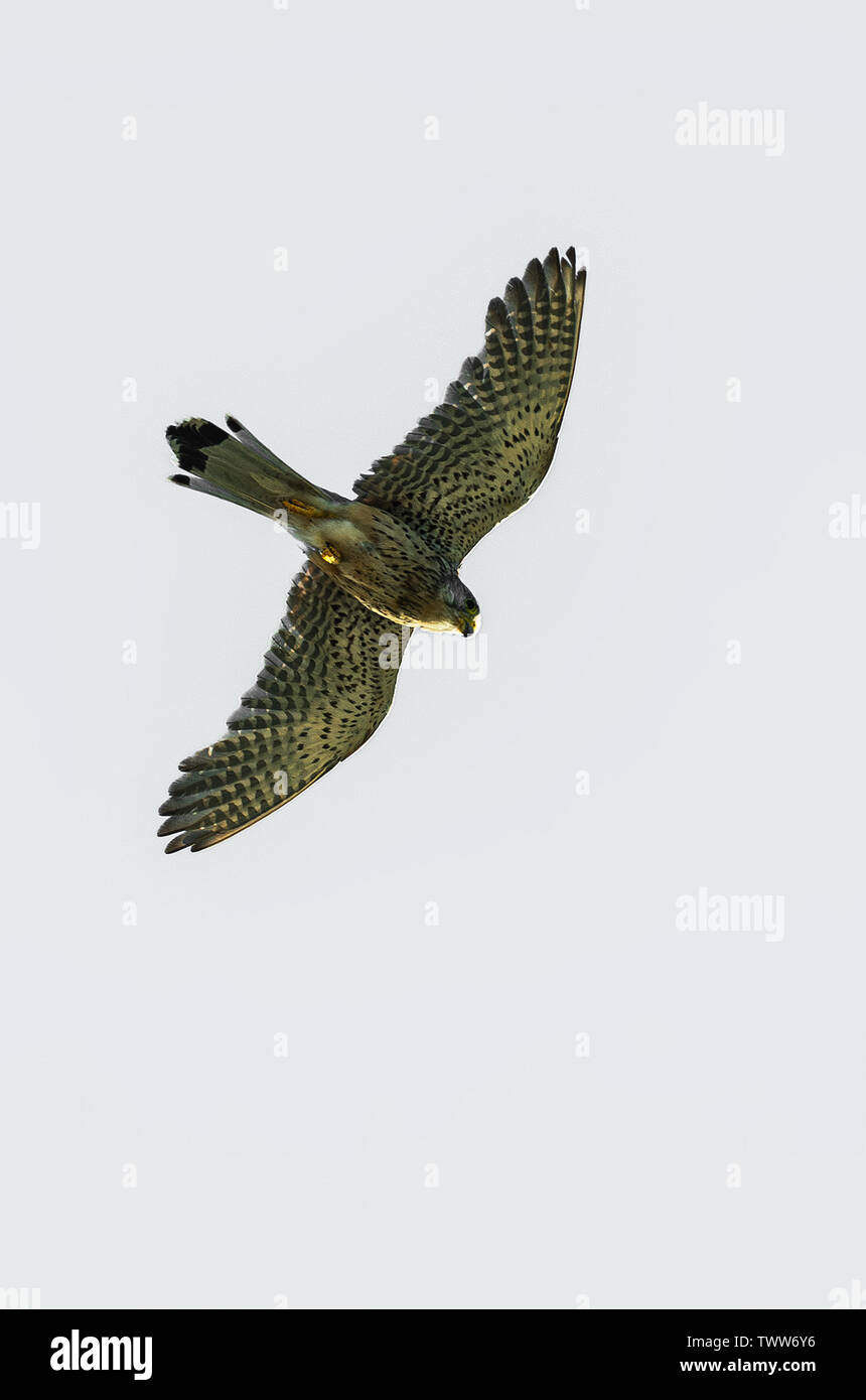 falcon (common kestrel) isolated in sky Stock Photo - Alamy
