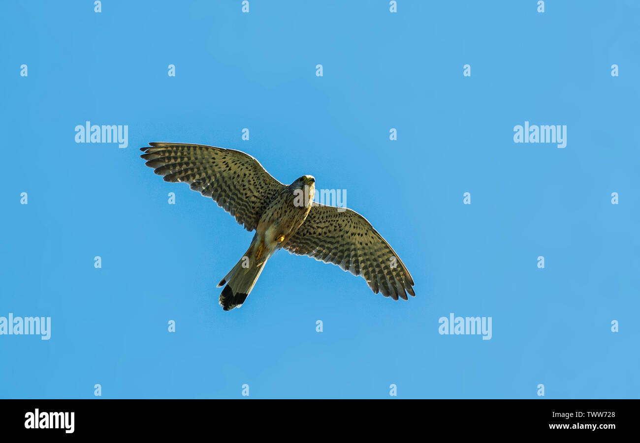 falcon (common kestrel) isolated in sky Stock Photo - Alamy