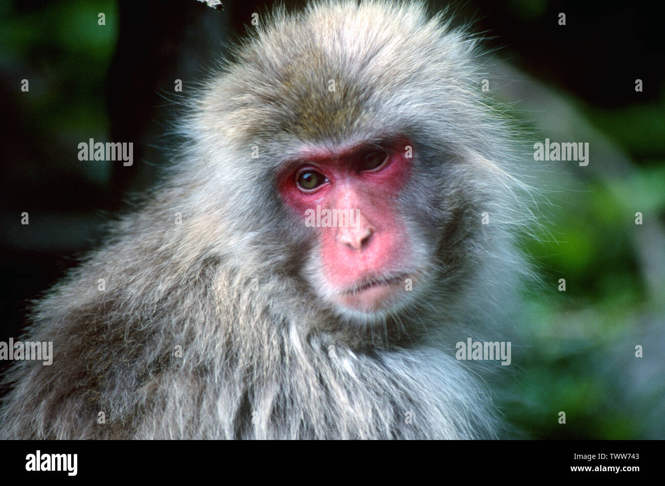 Japanese macaque, Macaca fuscata Stock Photo - Alamy