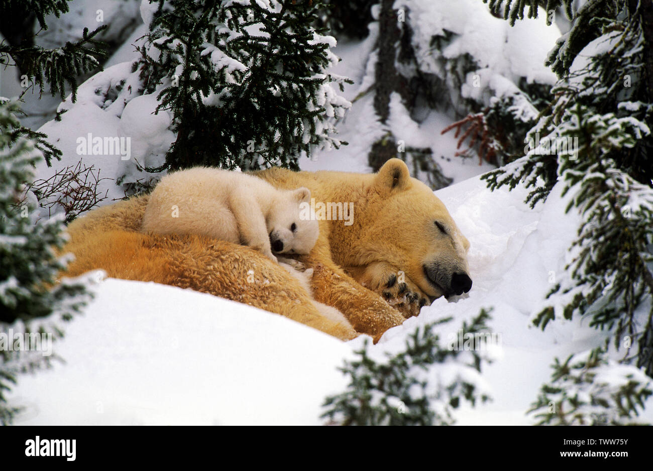Nursing polar bear hi-res stock photography and images - Alamy Nursing polar bear hi-res stock photography and images - Alamy