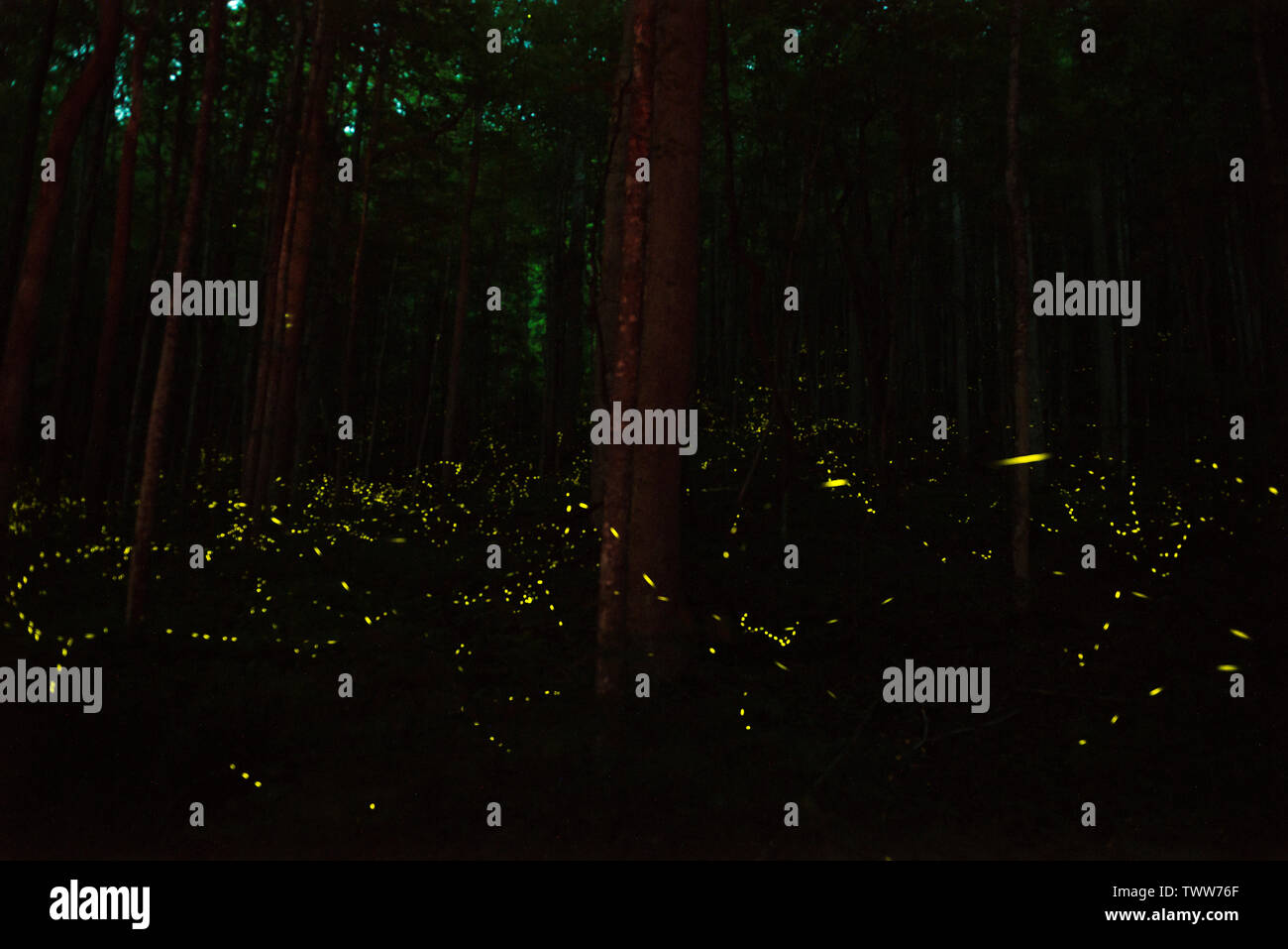 Fire fly hi-res stock photography and images - Alamy