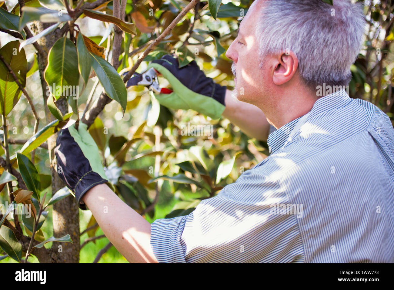 Professional gardener pruning a tree outdoors Stock Photo - Alamy