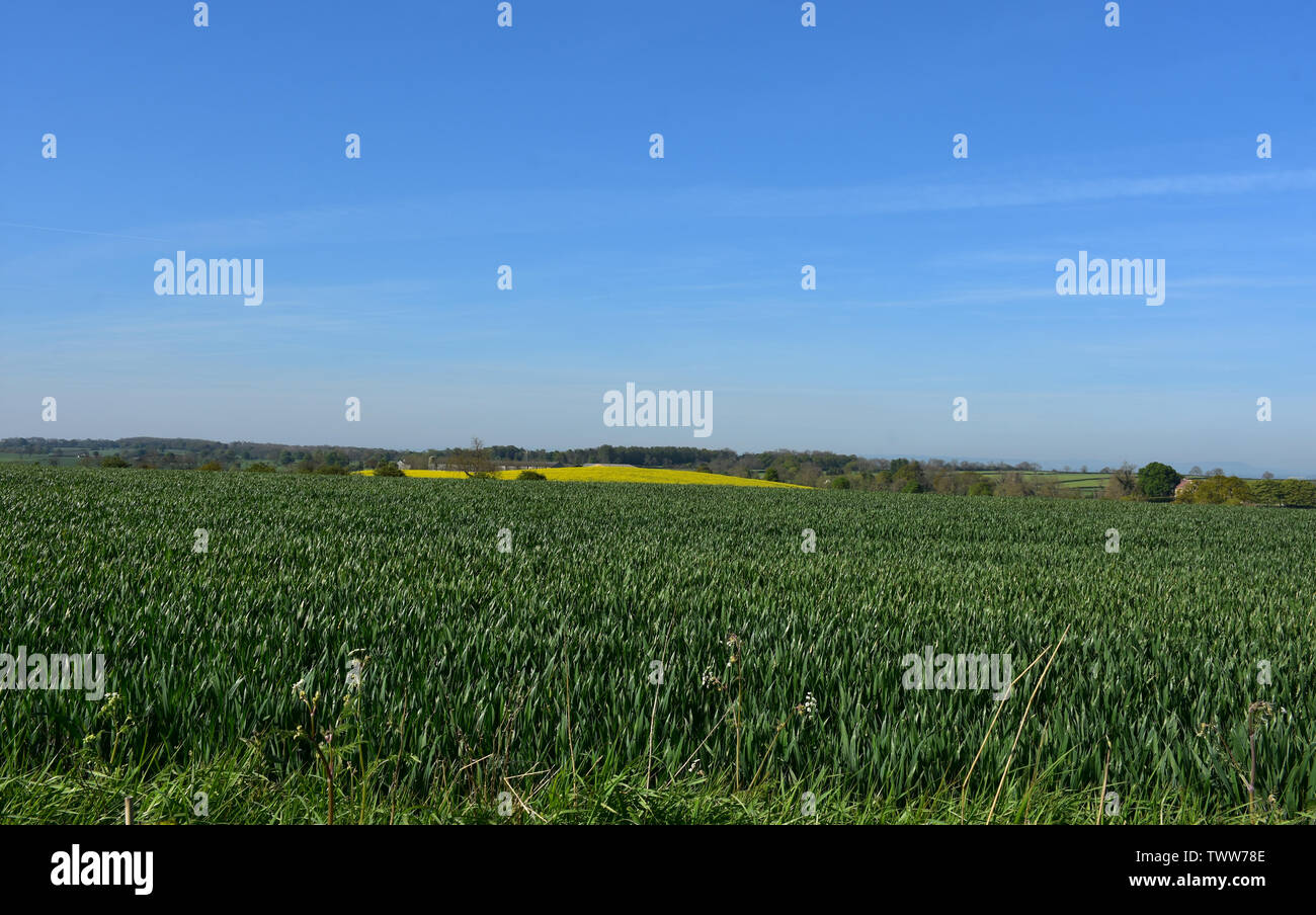Very large field filled with crops in the English countryside Stock ...