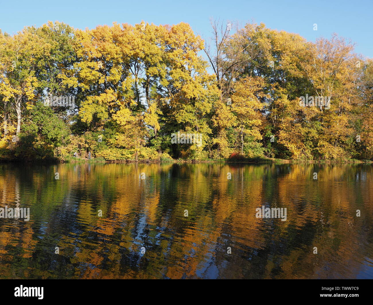 Landscapes of brilliant trees with water reflection at Wilanow park in ...