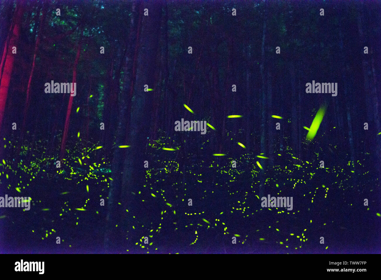 Fire fly hi-res stock photography and images - Alamy