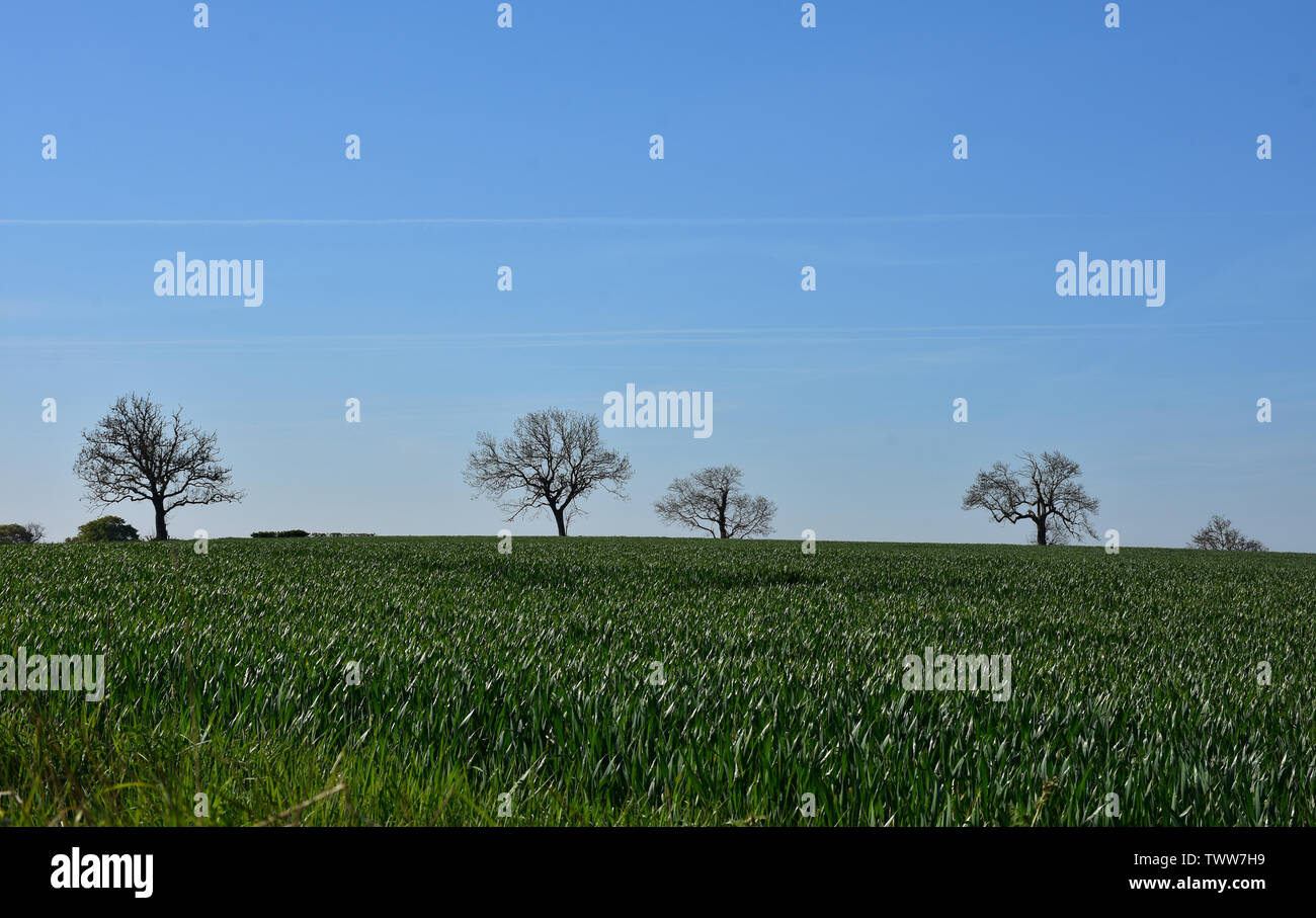 Trees on the horizon with green fields and farmlands Stock Photo - Alamy