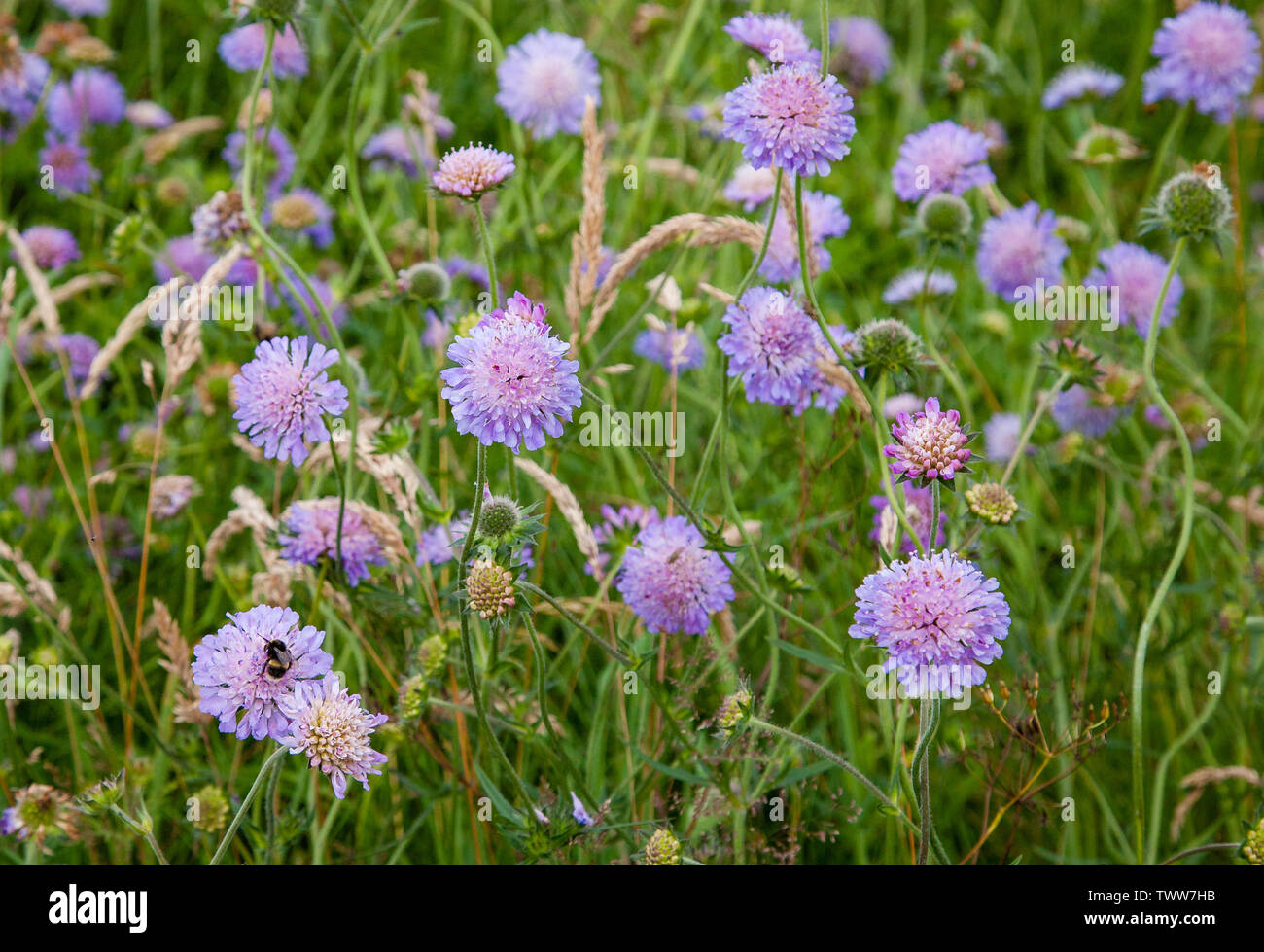 Field scabious Knautia arvensis a rich source of nectar for bees ...
