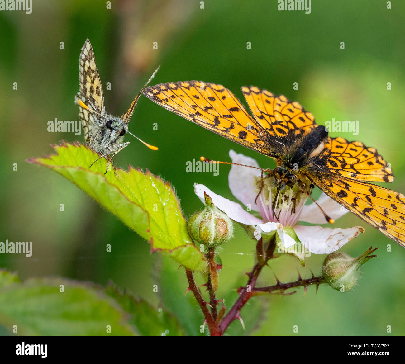 Chequered skipper Carterocephalus palaemon and small pearl bordered ...