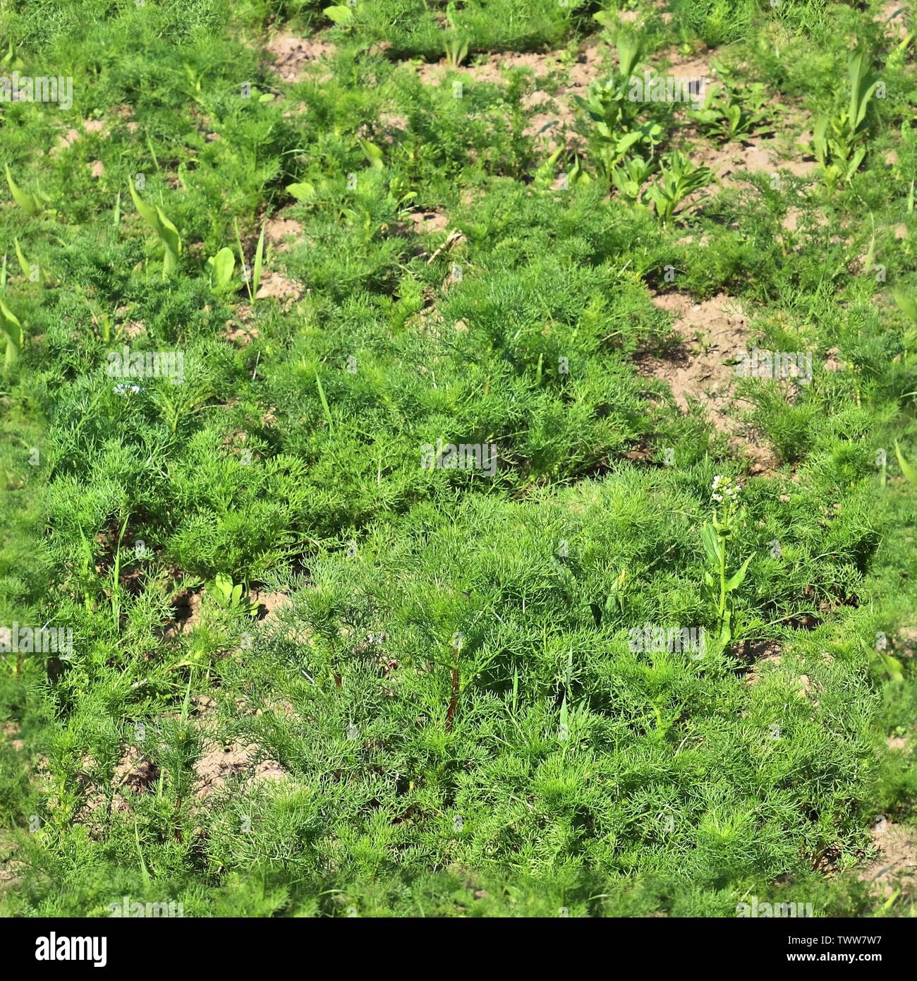 Very detailed seamless texture pattern of acre ground and dirt iin high ...