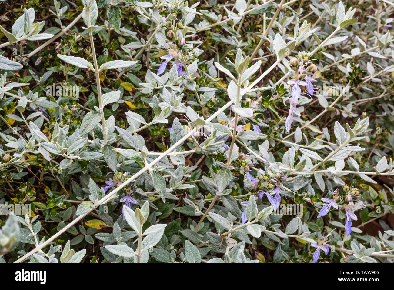 Teucrium Fruticans growing in a private garden Stock Photo - Alamy