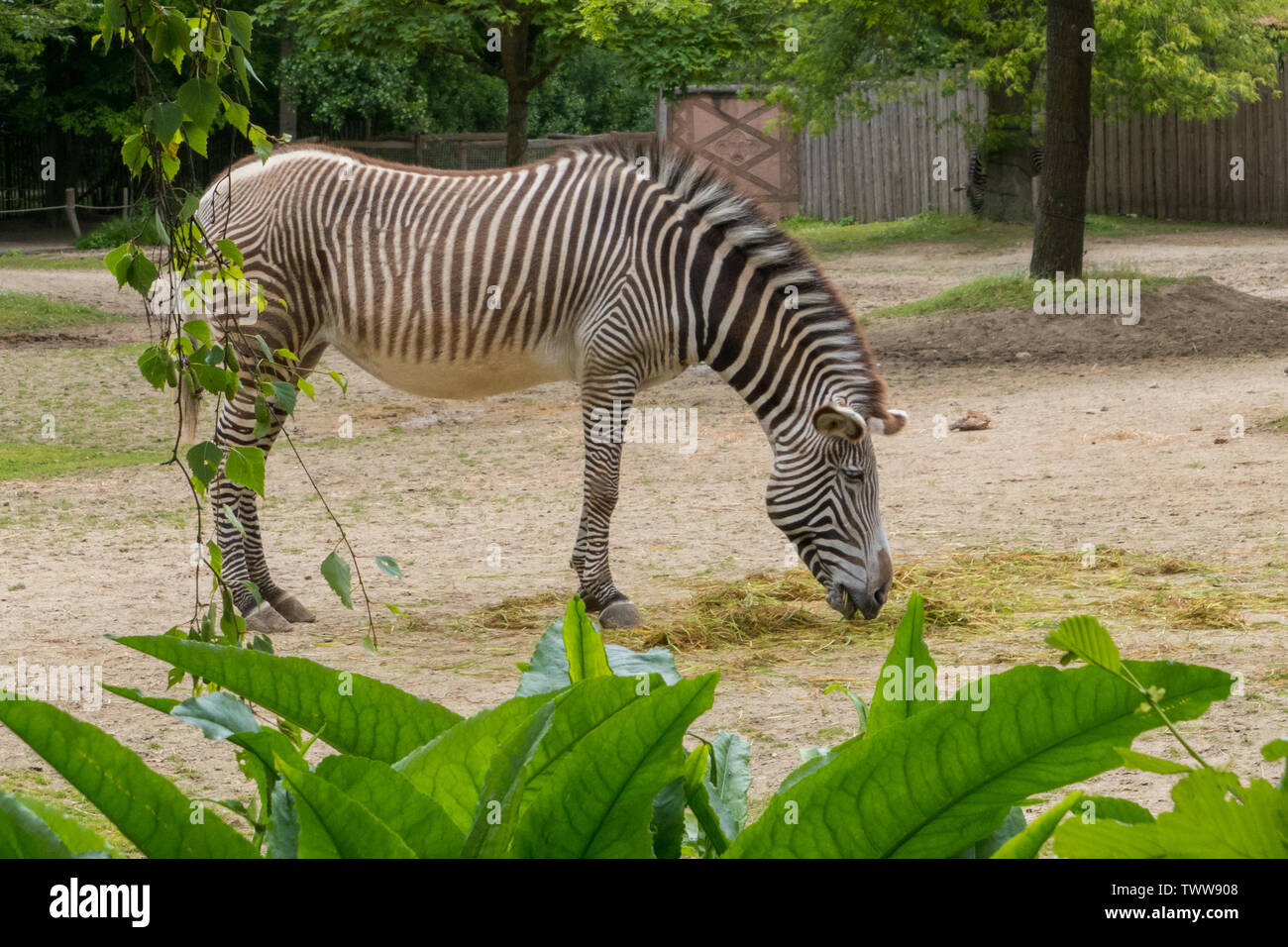 Zebra at the zoo eating hay Stock Photo - Alamy