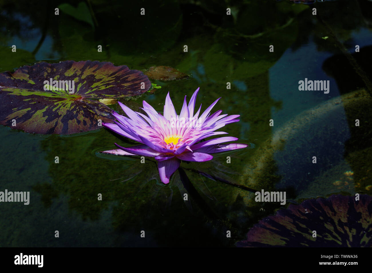 Close up of a purple lilac flower of a water lily Stock Photo - Alamy
