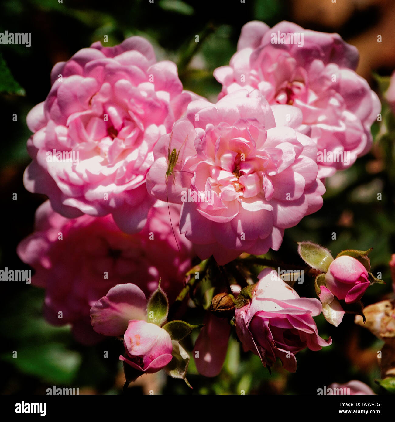 Rose cluster hi-res stock photography and images - Alamy