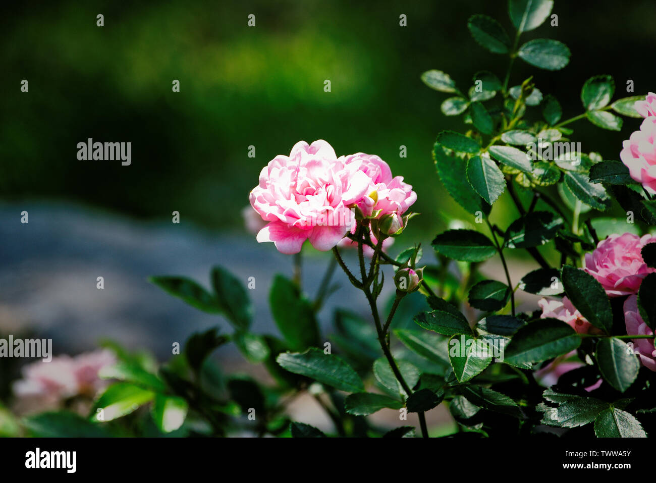 Pink antique tea rose cluster Stock Photo - Alamy