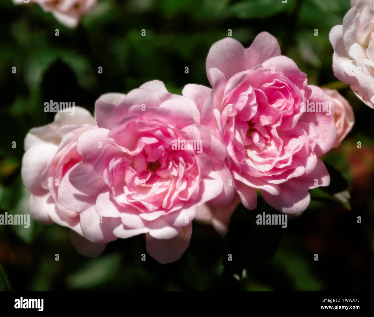 Rose cluster hi-res stock photography and images - Alamy