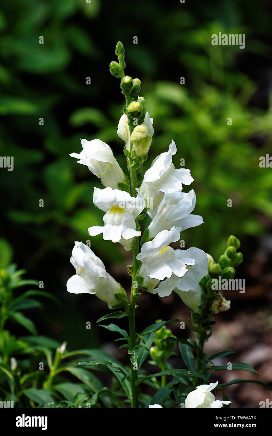 White Snapdragon Flower