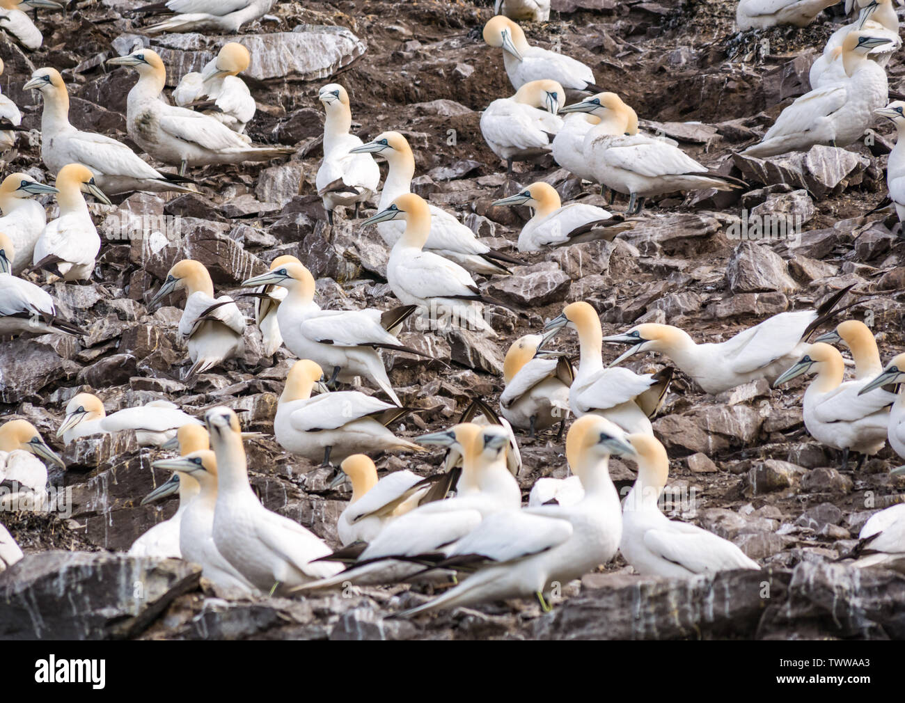 Bass Rock, Firth of Forth, UK. 23rd June 2019. Gannets, Morus bassanus ...