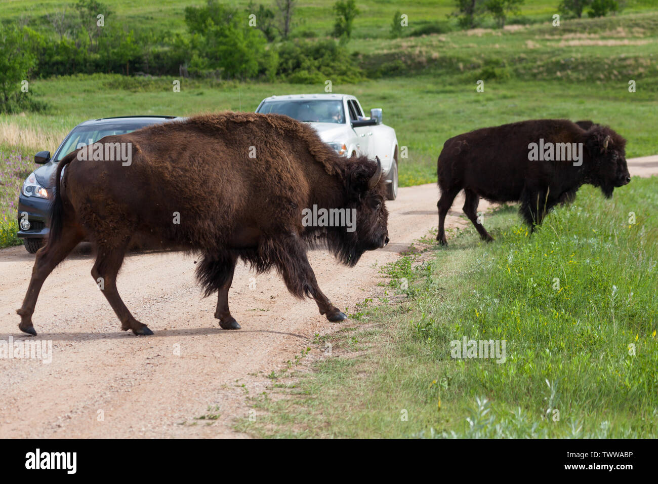 Large bison walking across a dirt road and stopping traffic in the ...