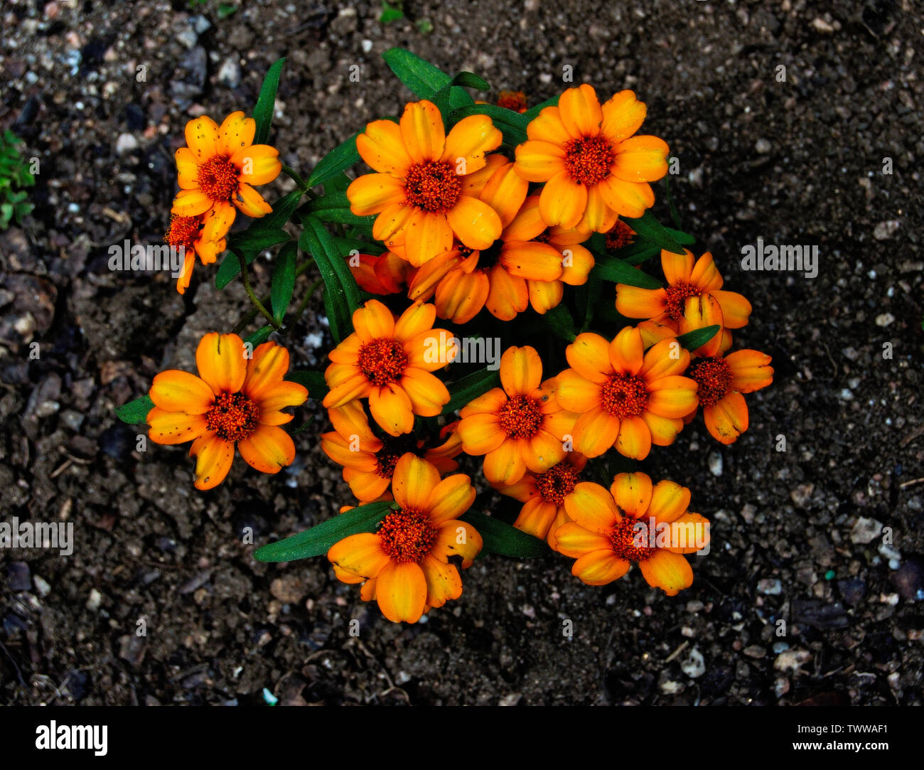 Daisy cluster hi-res stock photography and images - Alamy