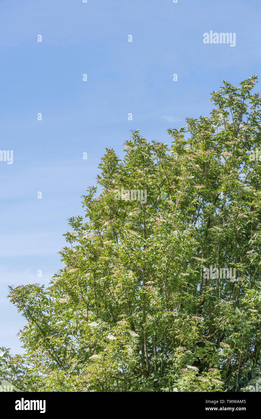 English elder tree hi-res stock photography and images - Alamy