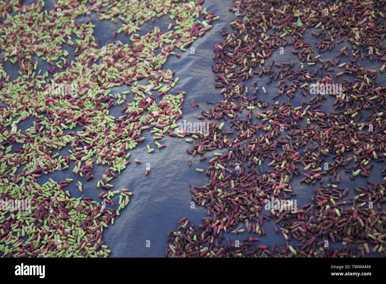 Cloves drying hi-res stock photography and images - Alamy