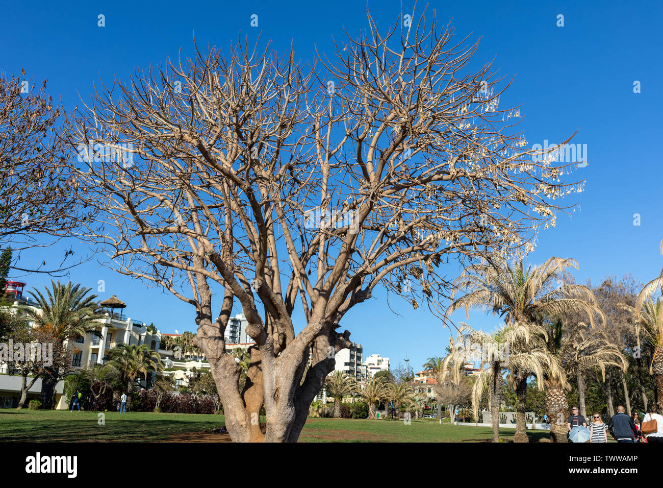 Southern Magnolia, Magnolia grandiflora - old magnolia tree in funchal ...
