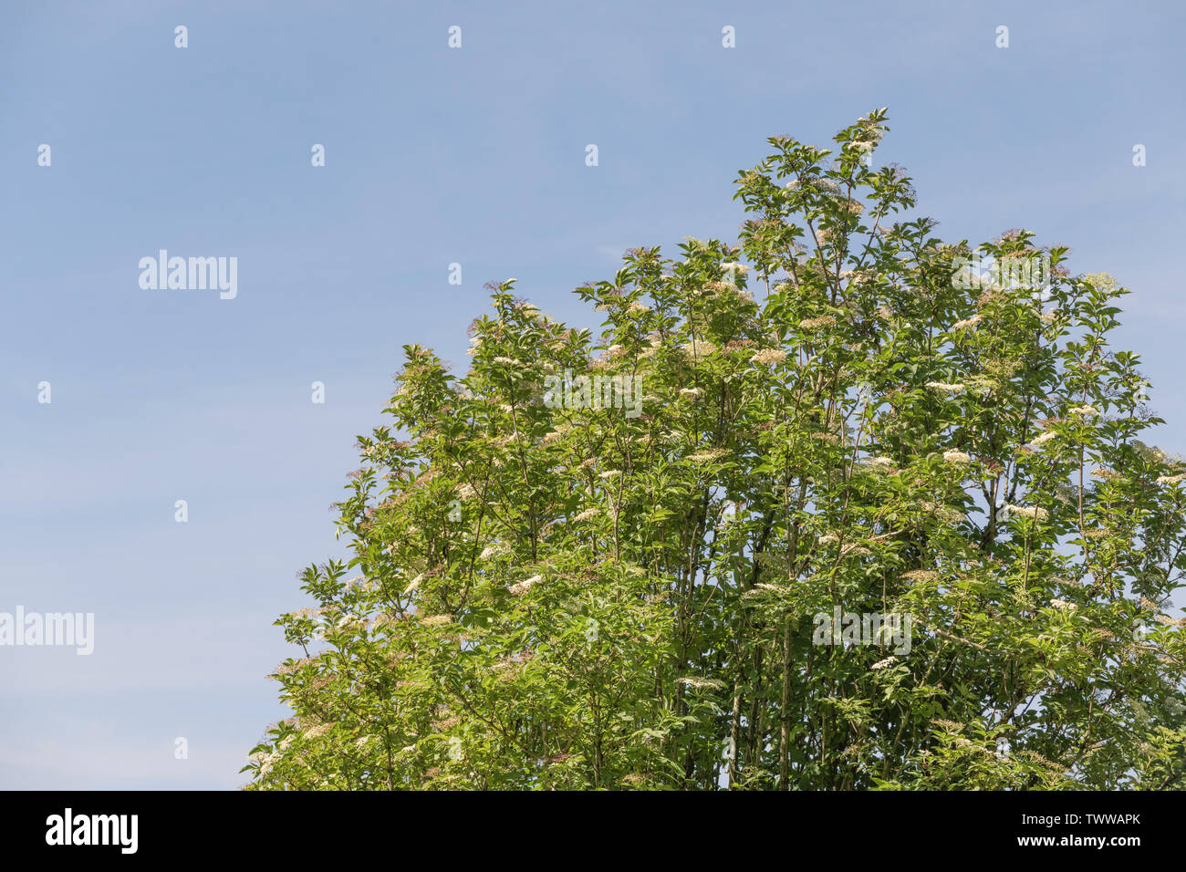 Small Common Elder / Sambucus nigra tree in early summer bloom. Parts ...