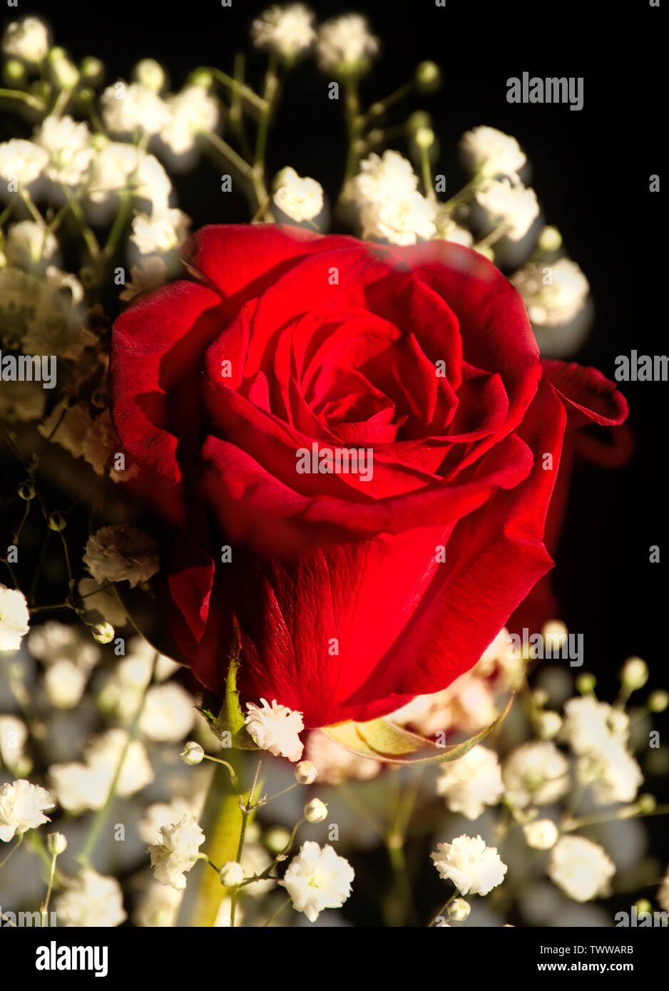 Dainty rose flower hi-res stock photography and images - Alamy