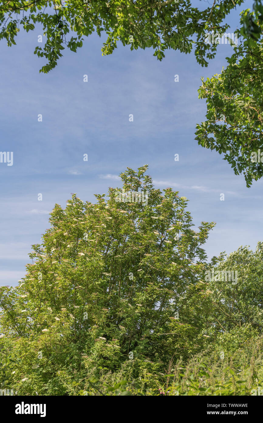 Small Common Elder / Sambucus nigra tree in early summer bloom. Parts ...