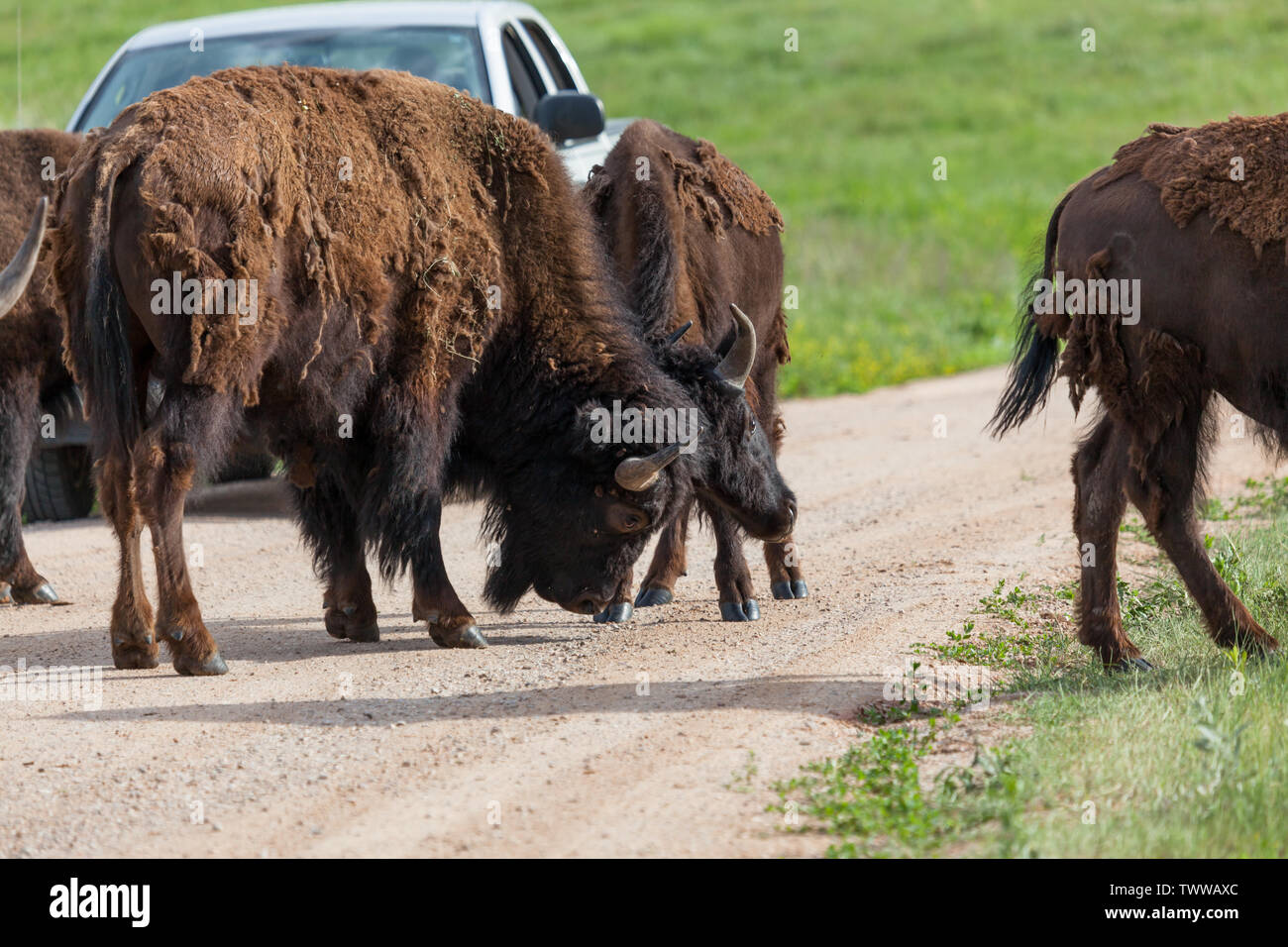Two large bison bulls locking horns in the middle of a dirt road and ...