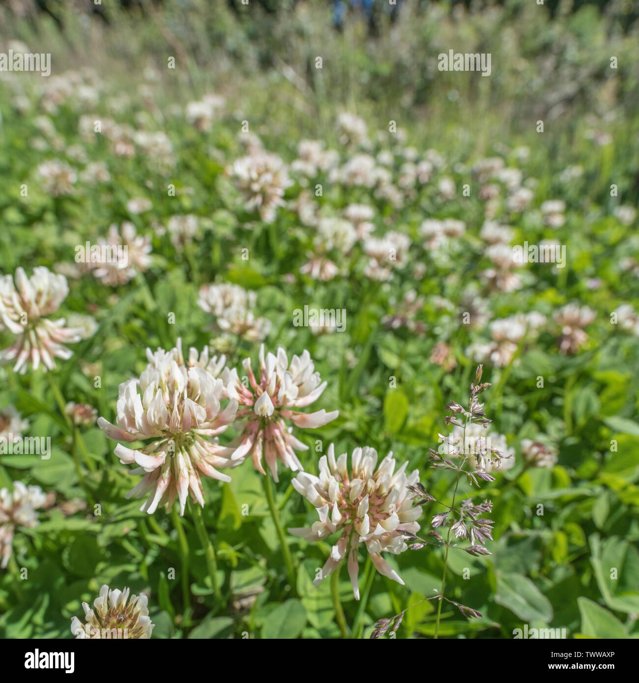 Macro shot of patch of flowering White Clover / Trifolium repens among ...
