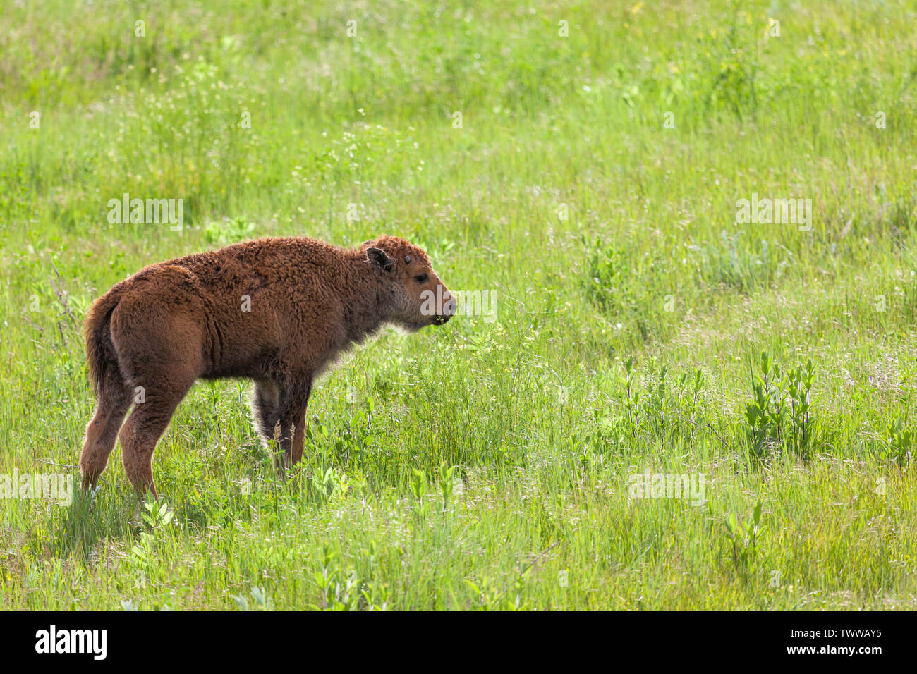 Little buffalo state park hi-res stock photography and images - Alamy