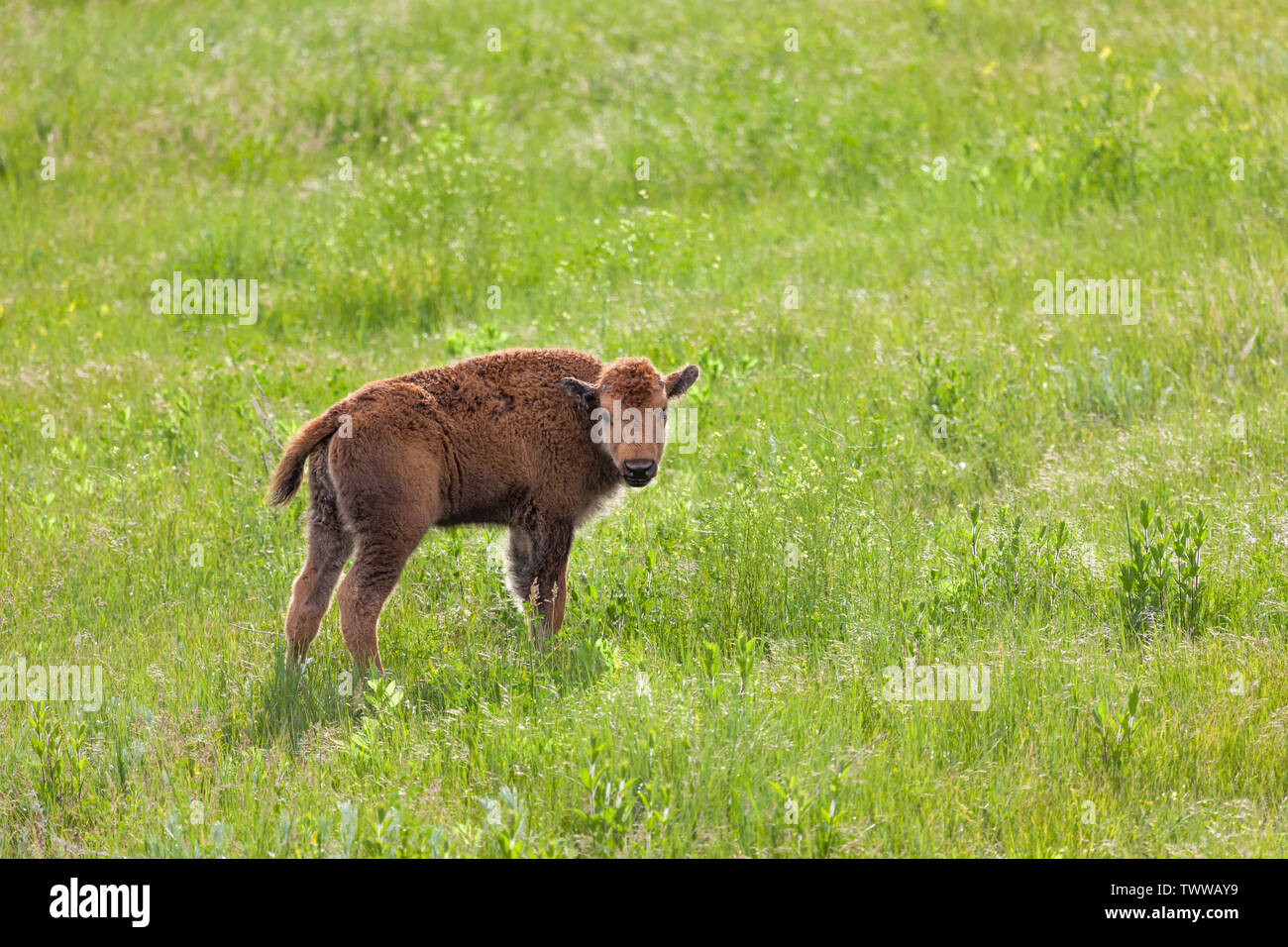 A cute little baby bison stands alone on a hillside of green grass and ...