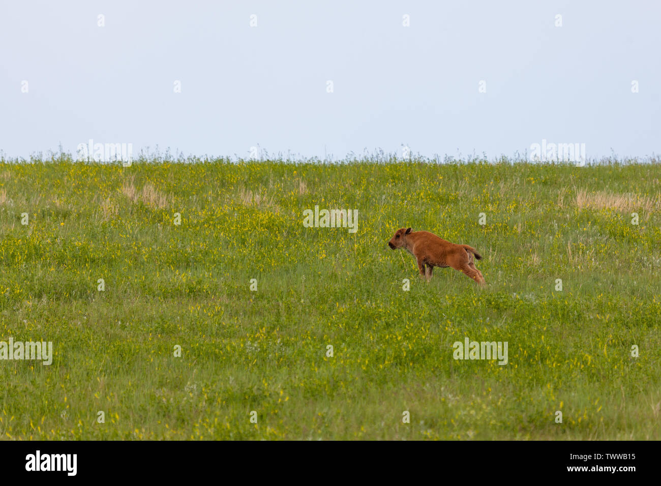 A baby bison by itself on a hillside stretches out its hind legs while ...