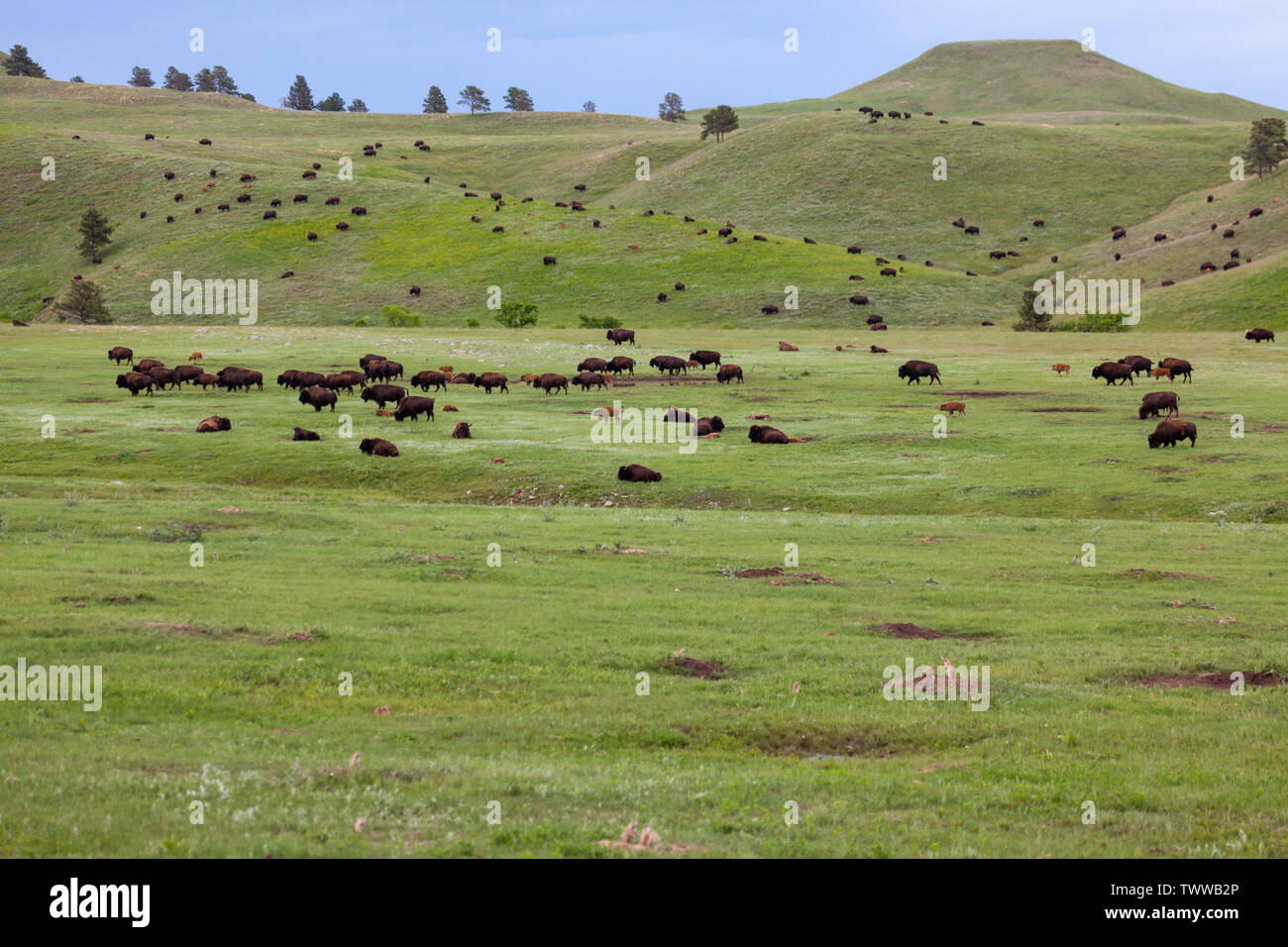 Rolling hills and flatlands of the South Dakota prairie full of ...