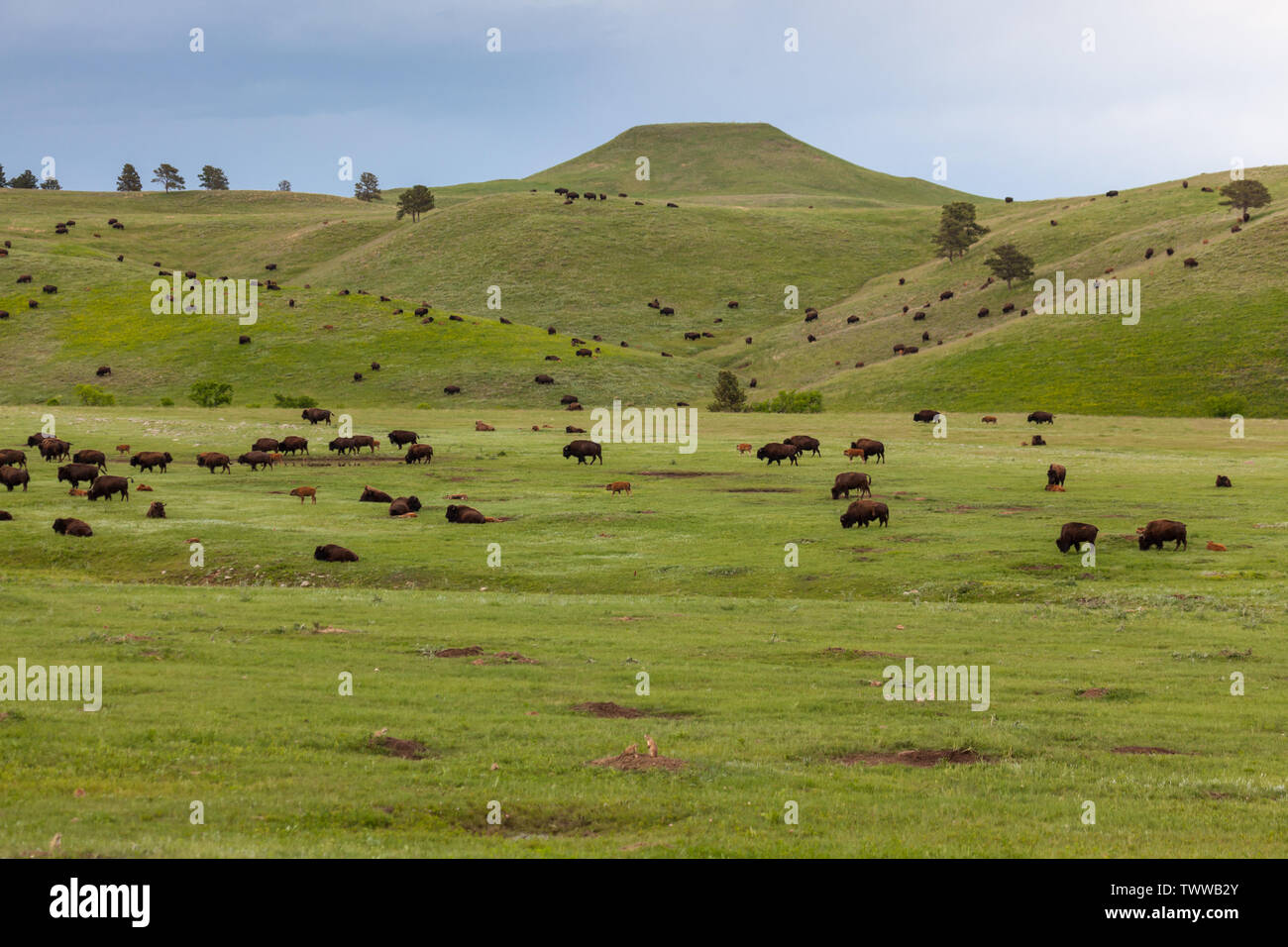 Rolling hills and flatlands of the South Dakota prairie full of ...