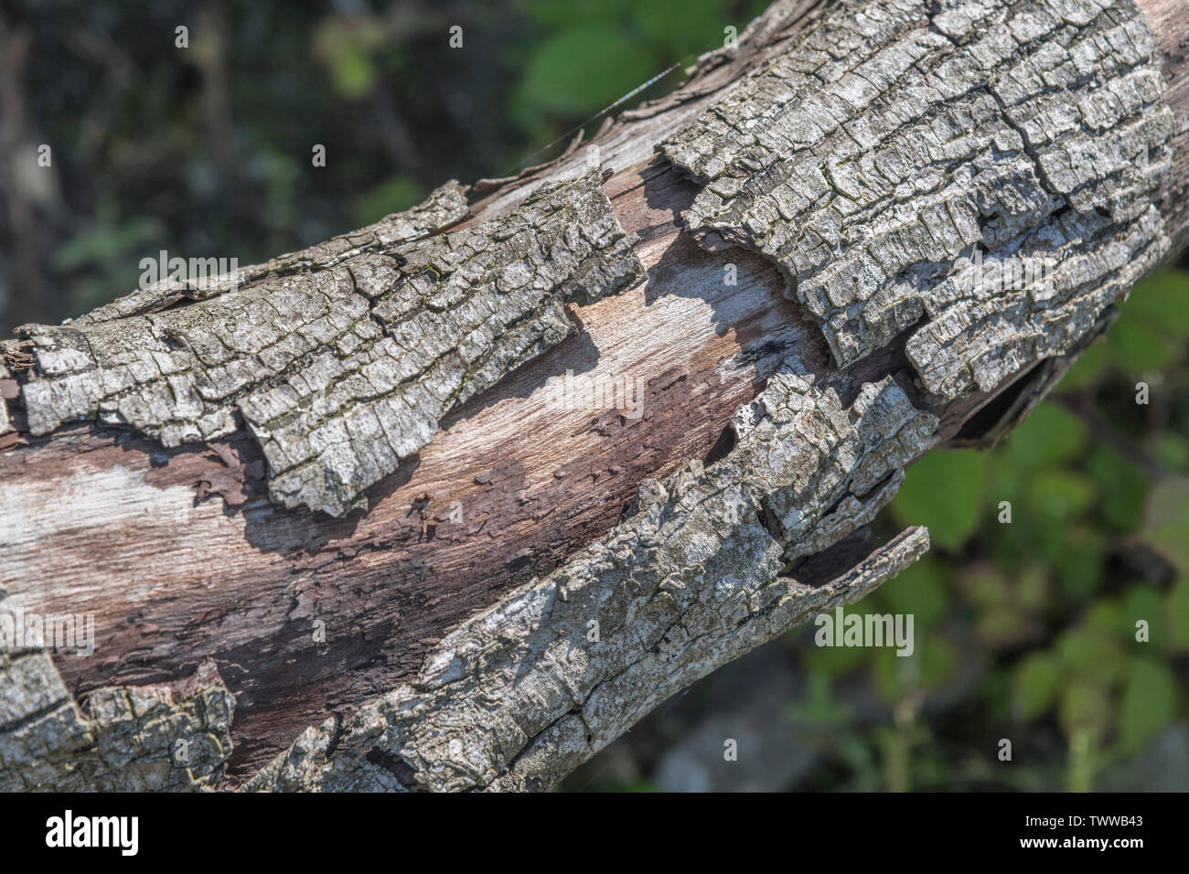 Bark peeling away from fallen tree trunk. Metaphor falling off, coming ...