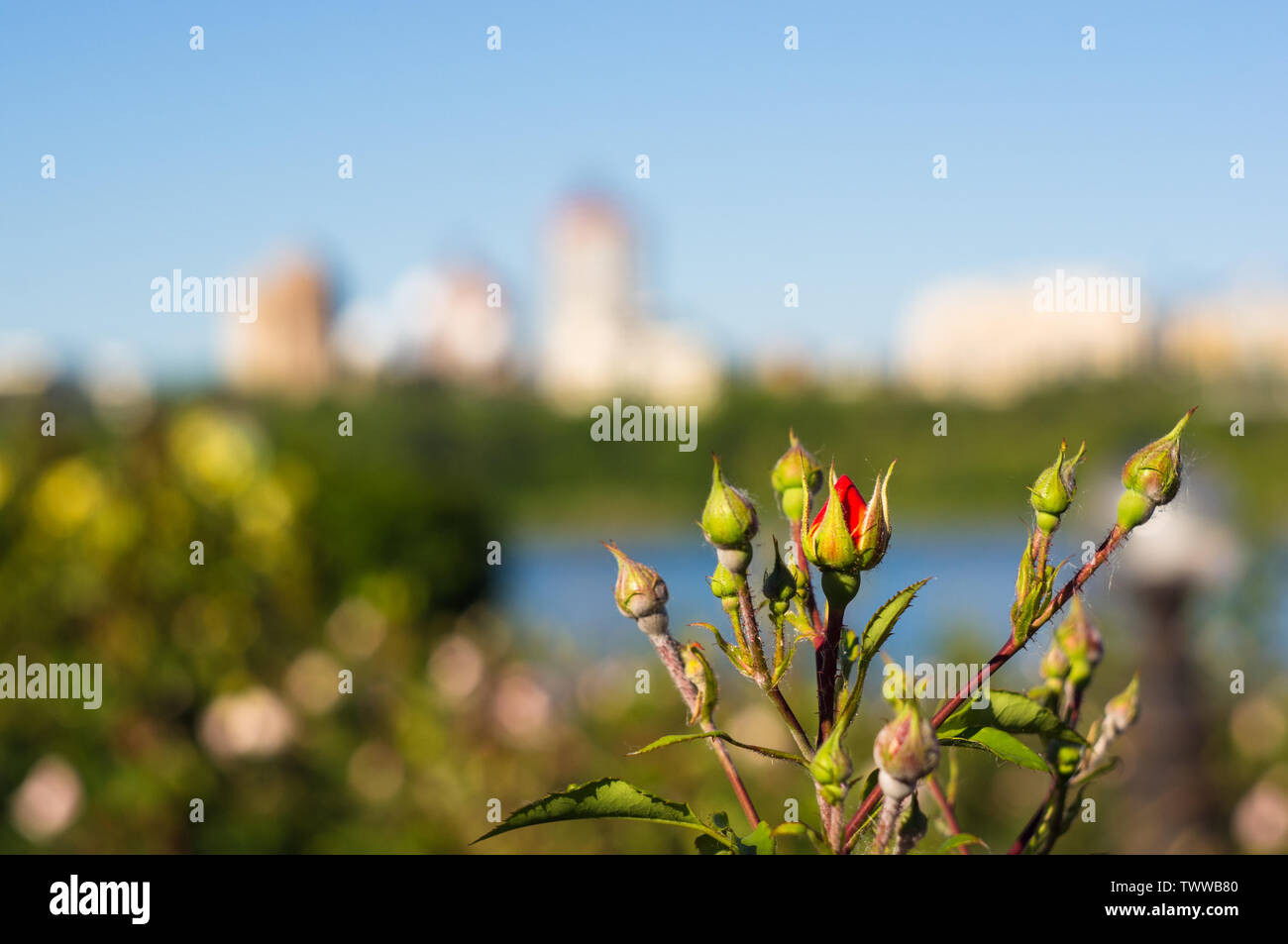 Red Rose flower on urban background. Nature Stock Photo - Alamy