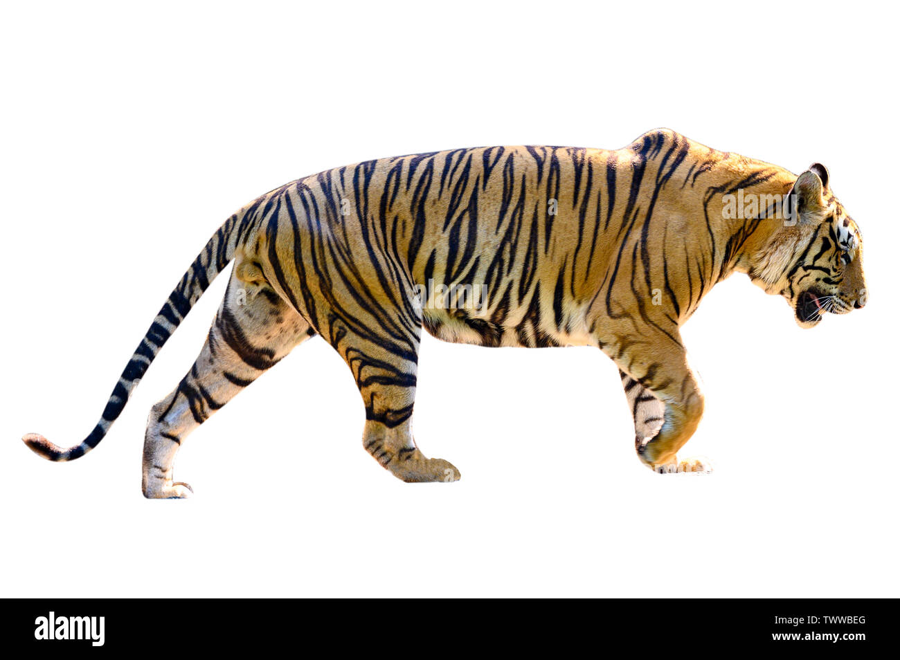 Tiger Body Profile