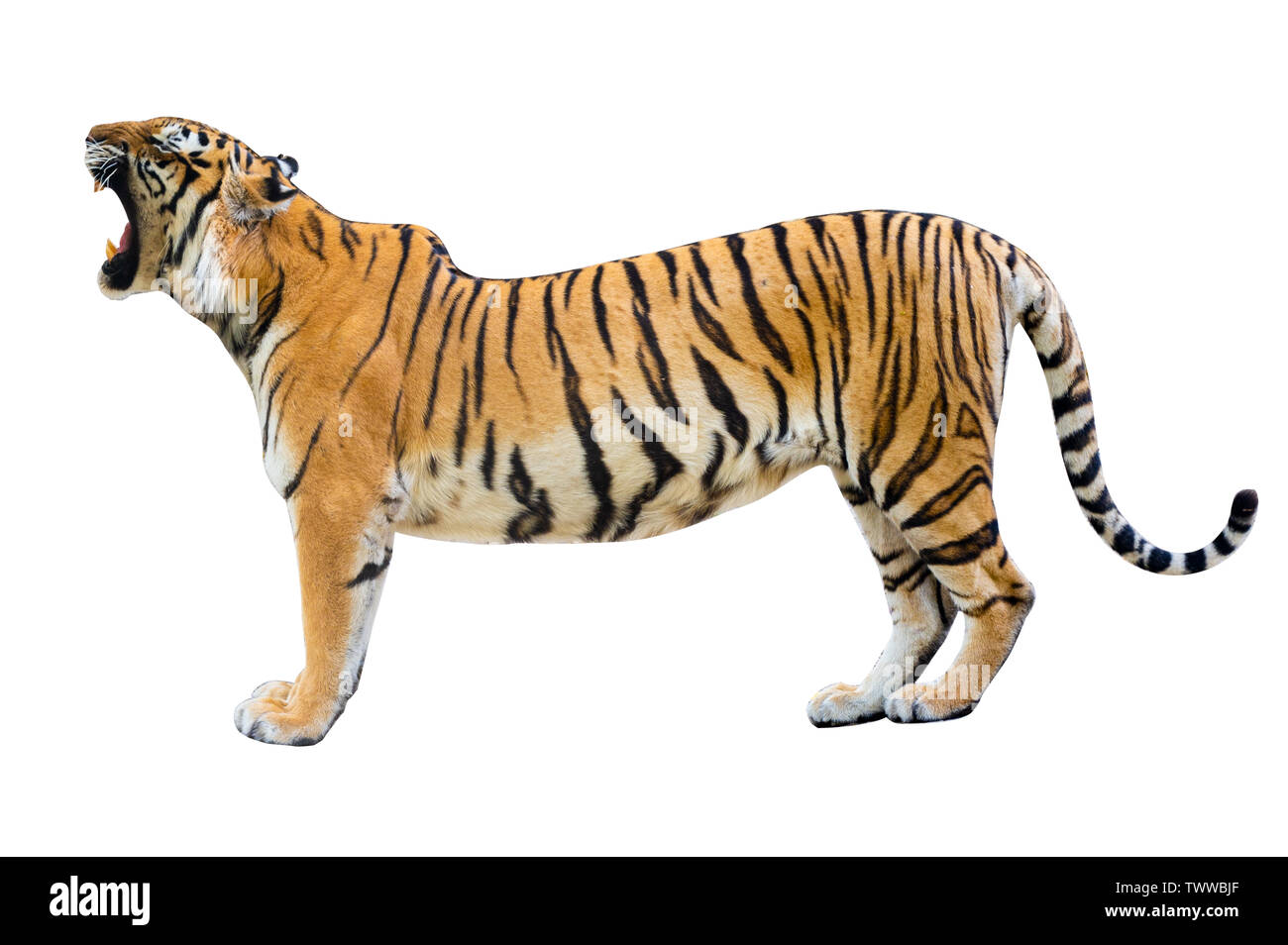 tiger White background Isolate full body Stock Photo - Alamy
