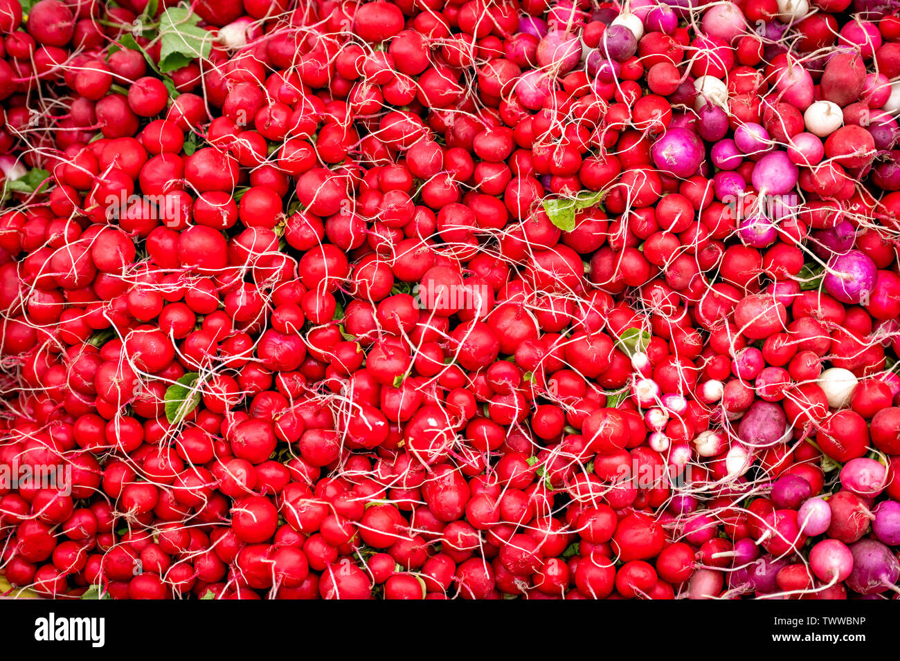 Red radishes forming an abstract of circles and colors Stock Photo - Alamy