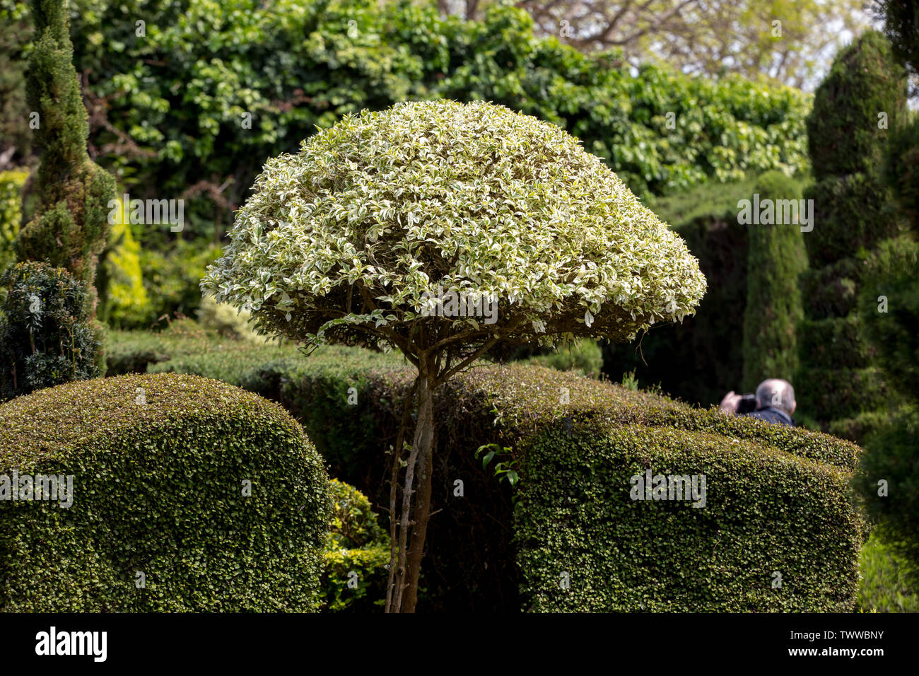 Topiary in Tropical Botanical Garden in Funchal on Madeira island ...