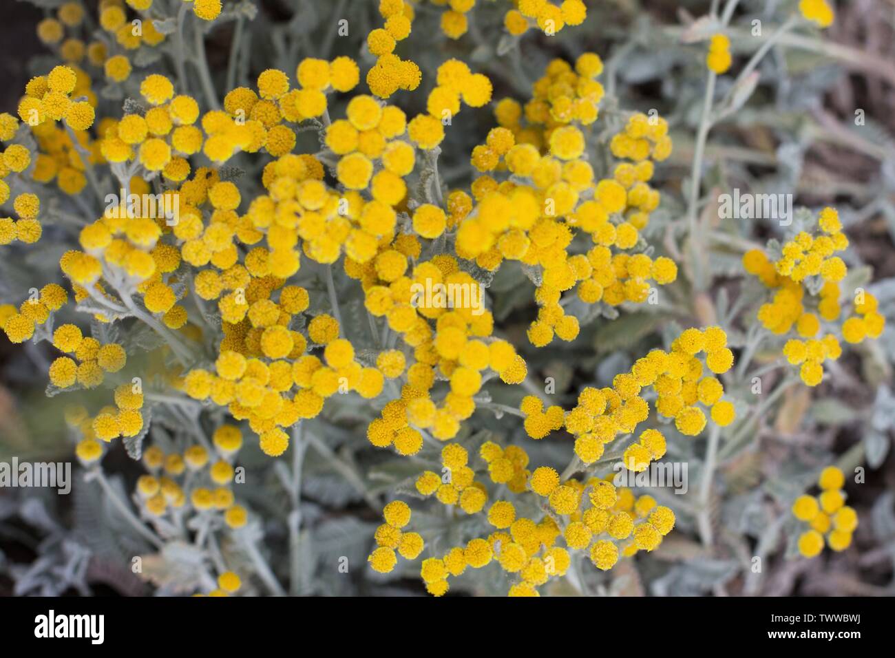 Tanacetum densum ssp. Amani, also known as Partridge Feather plant ...