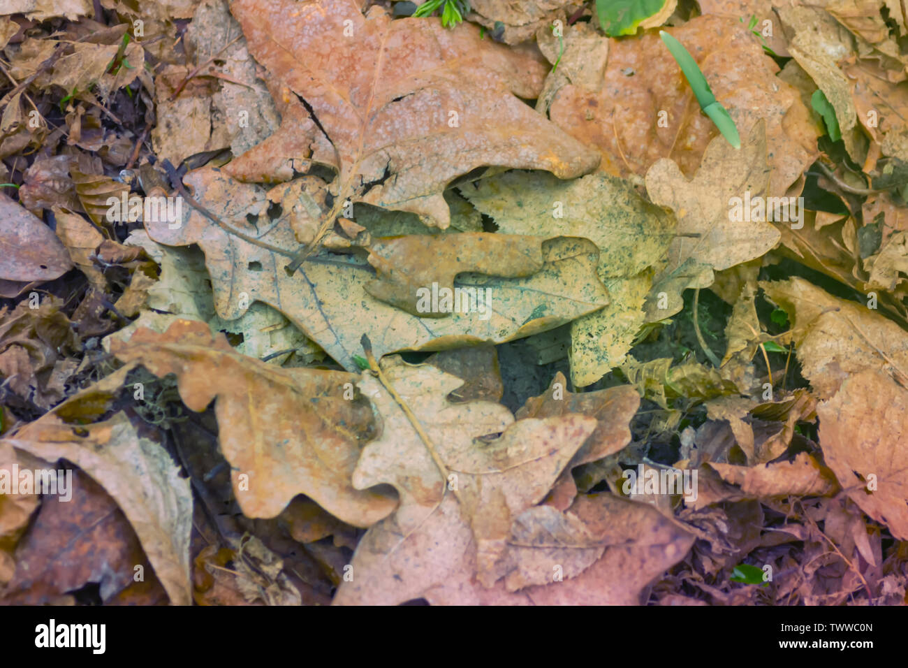Autumn leaves background. Old trees leaves in the forest Stock Photo ...
