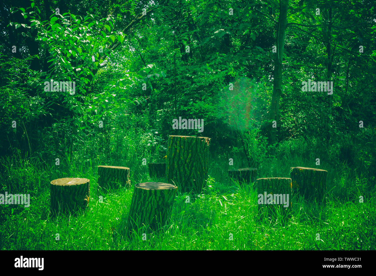 Several tree stumps in the forest. Handmade furniture Stock Photo - Alamy