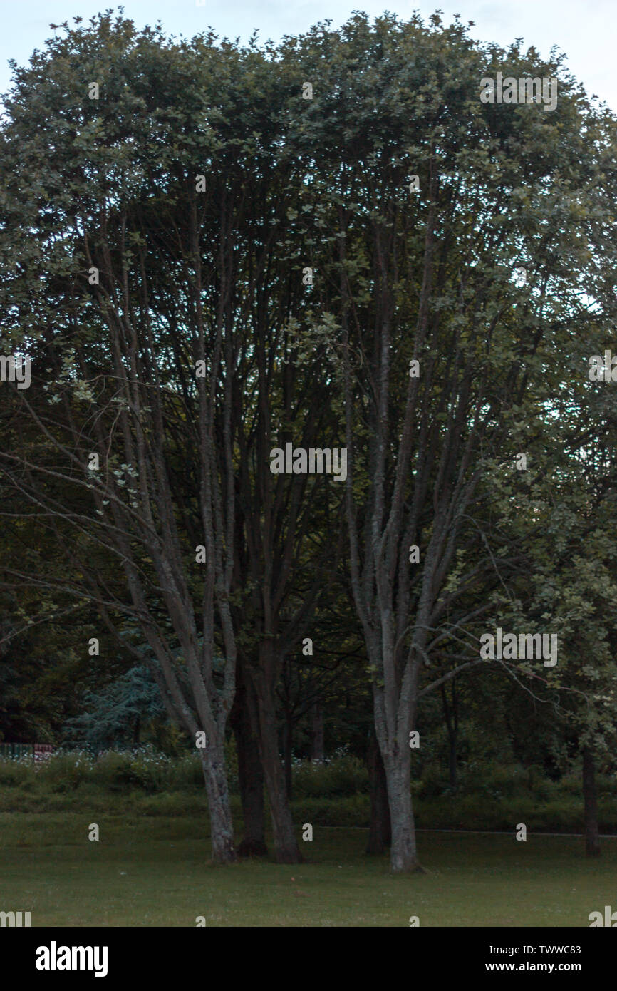 Twin trees in a park Stock Photo - Alamy