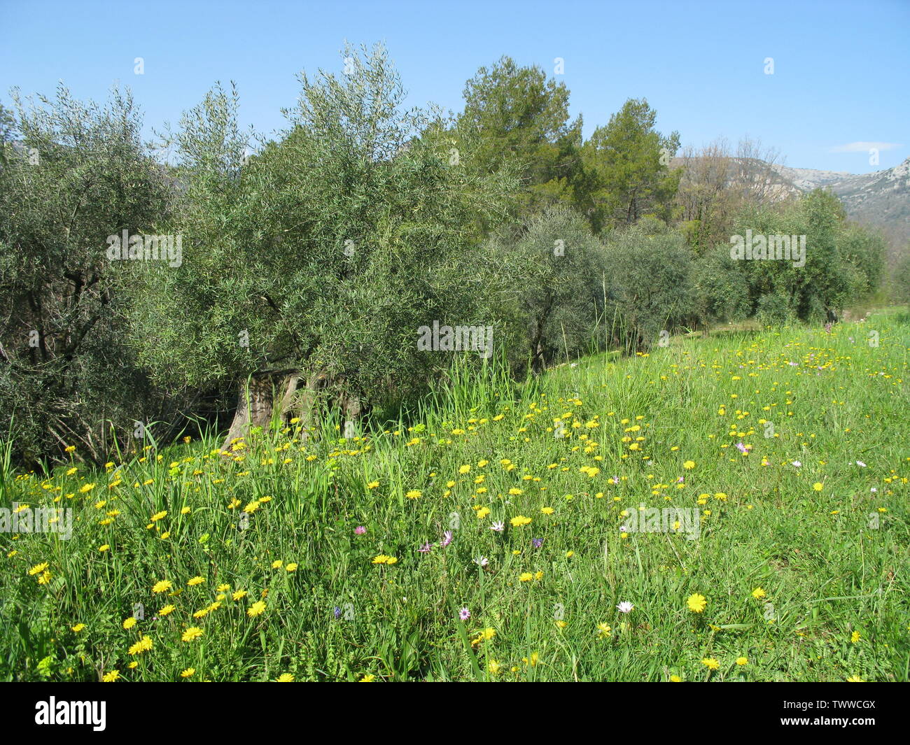 Olive orchards in provence hi-res stock photography and images - Alamy