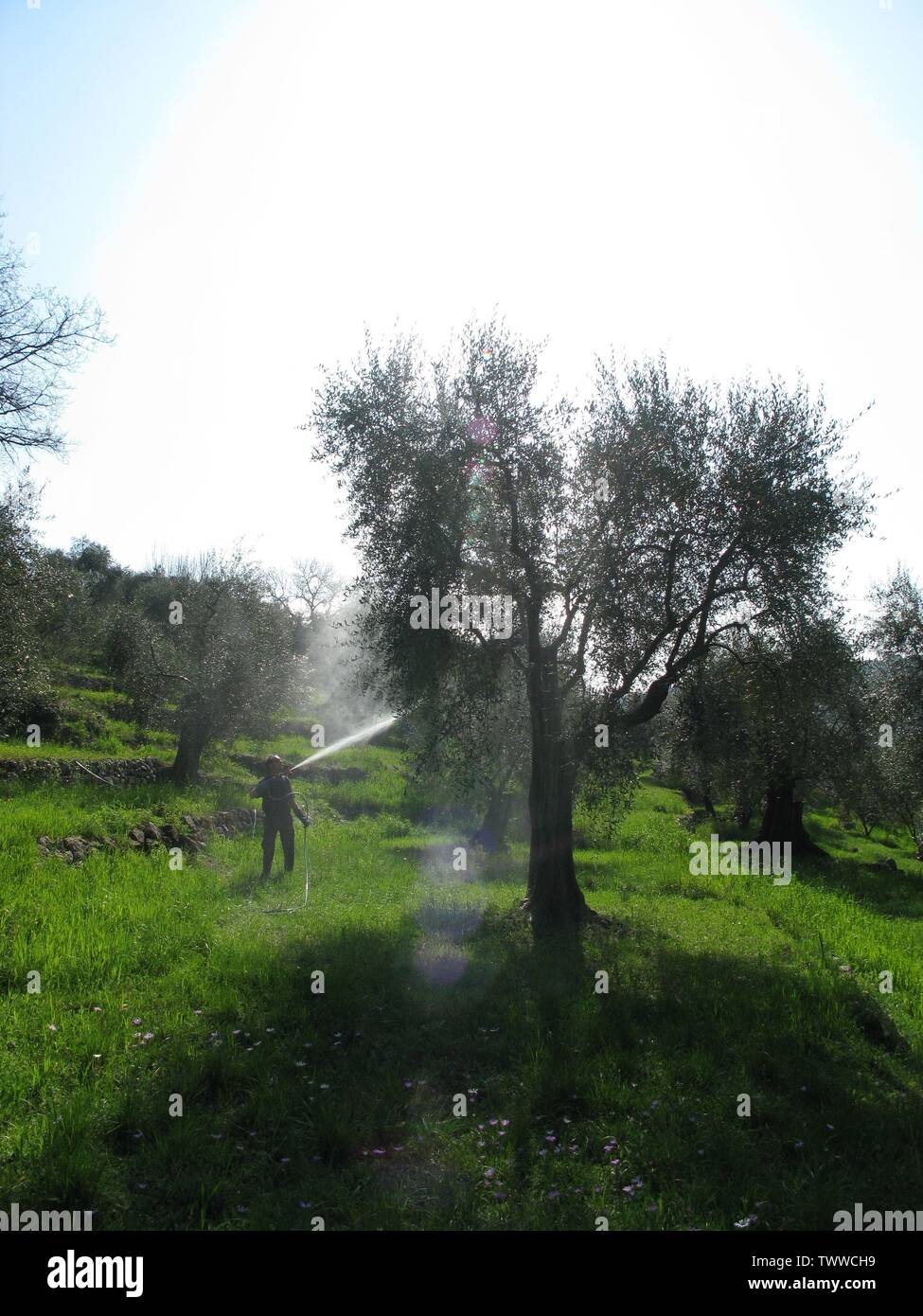 Spraying olive trees with a clay solution to protect them against fruit ...