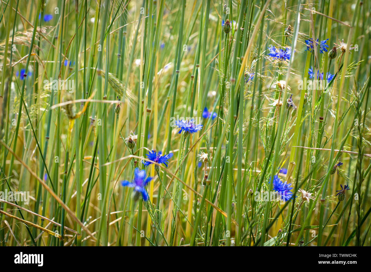Corn flower hi-res stock photography and images - Alamy